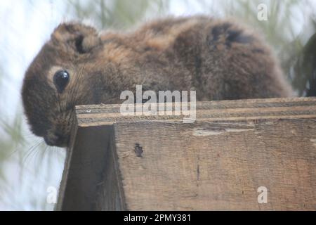 Chinese striped tree squirrel Stock Photo - Alamy