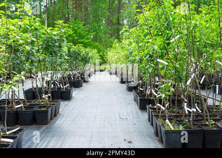 Nursery of fruit and berry trees and bushes for planting on a garden ...