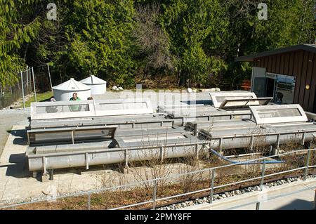 Holding tanks for young salmon at Bell-Irving Hatchery - Salmon ...
