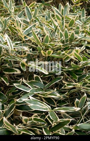 Sasa veitchii, Bamboo leaves Stock Photo - Alamy