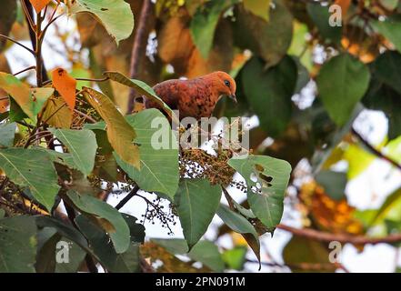 Little Cuckoo Dove, Red-mantled Dove, Little Cuckoo Doves, Red-mantled ...