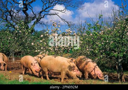 Domestic pig, Large White x Duroc sows, rooted in flowering orchard ...