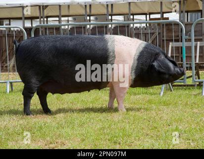 Domestic Pig, British Saddleback, sow with three-week old piglets ...