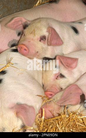 Piglets sleeping at The Royal Bath and West Show, Shepton Mallet ...