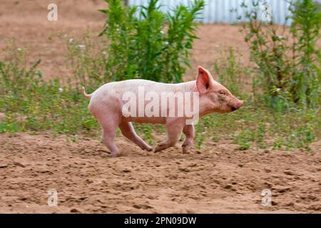 Domestic Pig, Large White x Landrace x Duroc, freerange piglets ...