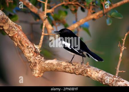 Oriental Magpie male on a tree Stock Photo - Alamy