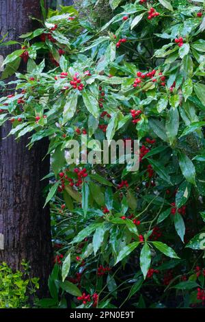 Japanese spotted laurel Aucuba japonica Crotonifolia in UK garden ...