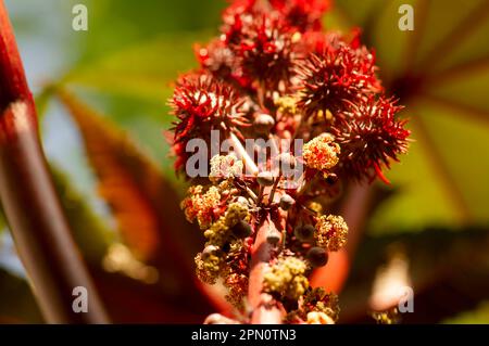 Jarak merah (Jatropha gossypiifolia) seeds and flowers, used as a ...