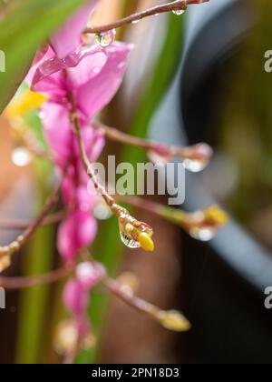 Globba winitii 'Red Dragon;. an ornamental ginger Stock Photo - Alamy