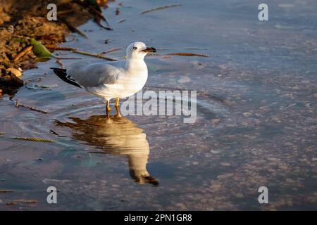 Standing Immature Silver Gull reflected in a shallow tidal pool Stock ...