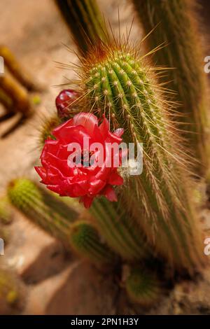 Red flowering desert plant, namibian desert Stock Photo - Alamy