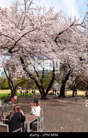 Tokyo Japan April 2023 cherry blossoms flowering locals and visitors in Shinjuku Gyoen park ...
