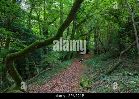 Woodland path on Hawkley Hanger, South Downs National Park, Hampshire ...