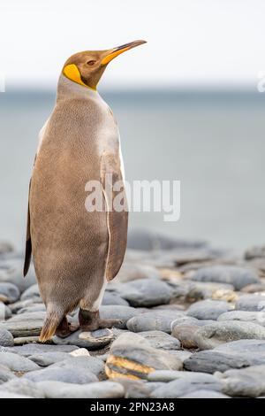 Rare sight: Light brown king penguins with melanism on South Georgia. A ...