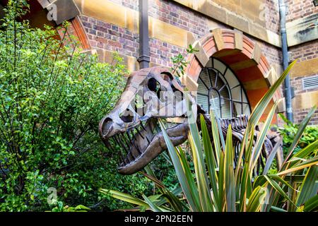 Sculpture of a T-rex 'Clare' by Ian Curran outside The Sedgwick Museum ...
