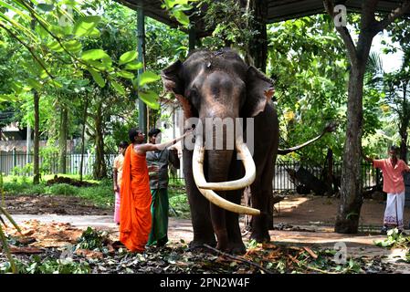 A Monk anoints the head of the Kotte temple Raja tusker during the ...