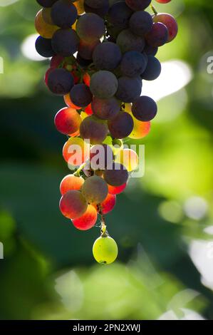 Grappolo d'uva. Ossi, Sassari, Sardegna. Italy Stock Photo - Alamy