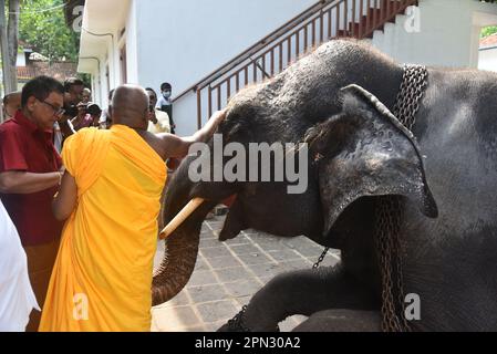 A Monk anoints the head of the Kotte temple Raja tusker during the ...