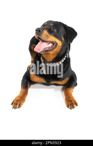Milan Italy 15/04/2023 : Rottweiler, German dog breed, studio photo ...