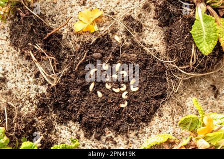 Vine Weevils Otiorhynchus sulcatus the cream coloured grubs feeding on ...