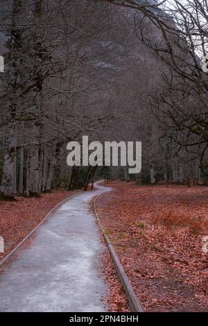 winding mountain path between forest and pasture in misty weather Stock ...