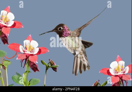 Hummingbirds; Anna's Hummingbird; Madera Canyon, Arizona, USA Stock ...