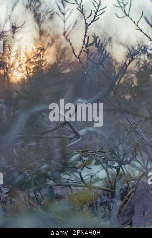 Sun shining through the bushes Stock Photo - Alamy