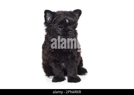 Small black Yorkshire Terrier puppy, isolated on a white background ...