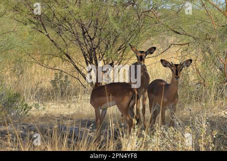 impalas in the wild of Namibia Stock Photo - Alamy