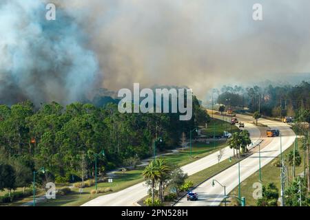 Dangerous wildfire burning severely in Florida jungle woods. Hot flames ...