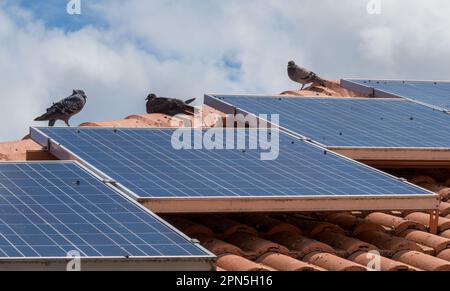 Birds sitting on solar panels on tiled roof of house, solar panels ...