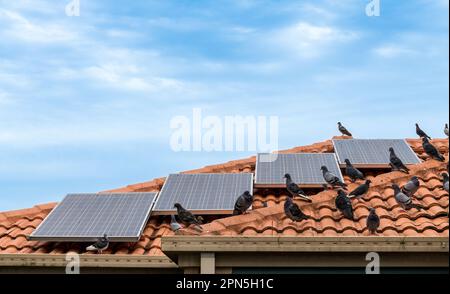 Birds sitting on solar panels on tiled roof of house, solar panels ...
