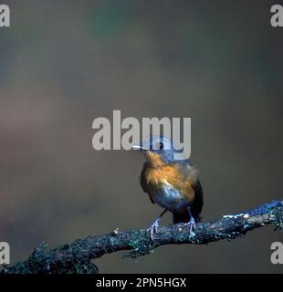Equatorial Akalat Sheppardia aequatorialis East Africa Stock Photo - Alamy
