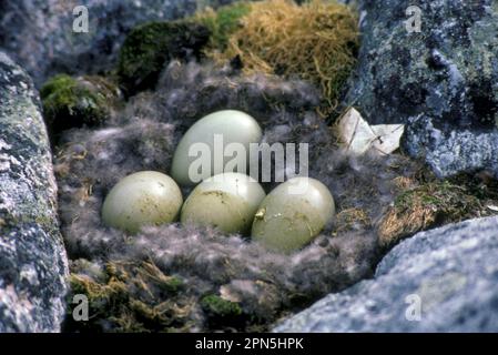 Eider Duck Samateria mollissima Nest with four eggs Stock Photo - Alamy