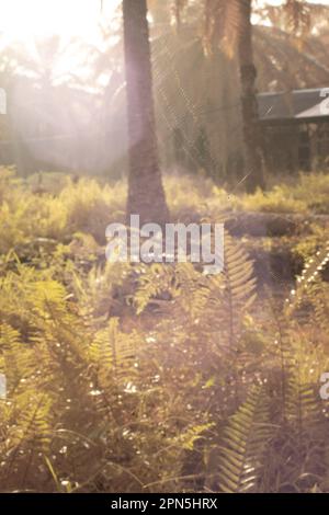 infrared image of the spidery cobweb scenery at the bushy meadow Stock ...