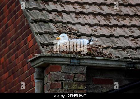 Herring Gull mating behaviour Stock Photo - Alamy