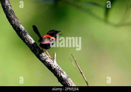 Red-backed Fairywren (Malurus melanocephalus) adult female, perched on ...
