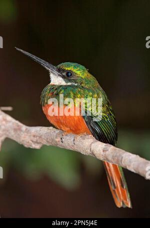 Adult male rufous-tailed jacamar (Galbula ruficauda), with insect on ...