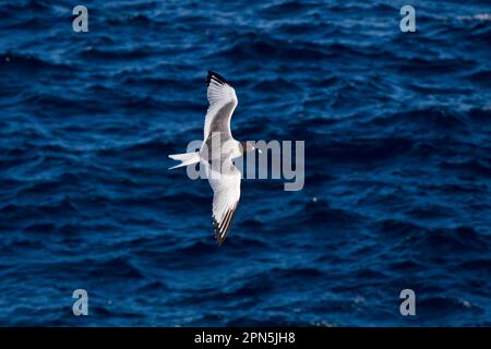 Flying Swallow tailed Gull - Galapagos Stock Photo - Alamy
