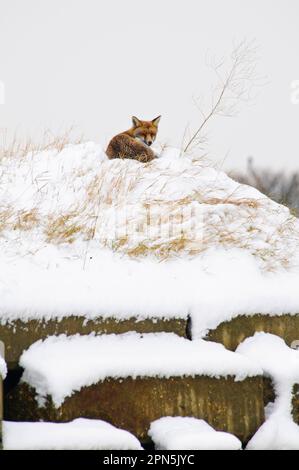 Red Fox in the nature reserve, near Carshalton Ponds, Hackbridge ...