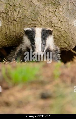 Eurasian Badger (Meles meles) cub, looking out from sett entrance under ...