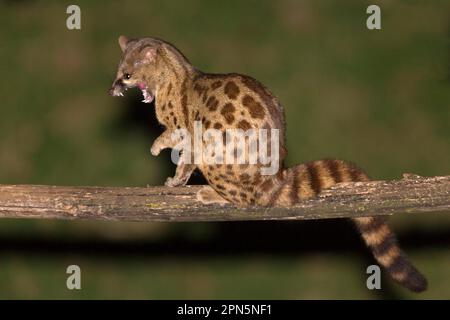 Rusty-spotted genet (Genetta maculata), Large-spotted Genets, Large ...
