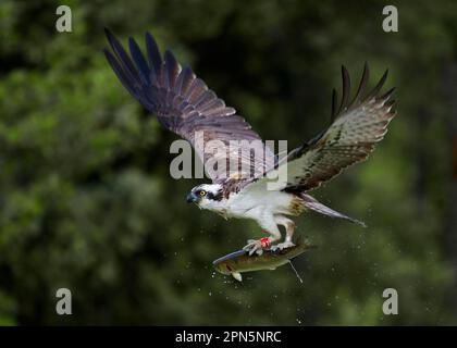 Ringed Western osprey (Pandion haliaetus) calling in flight with caught ...