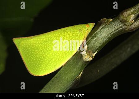 Torpedohead planthopper (Siphanta sp Stock Photo - Alamy