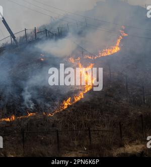 Dry grass burns during drought weather. Natural disaster Stock Photo ...