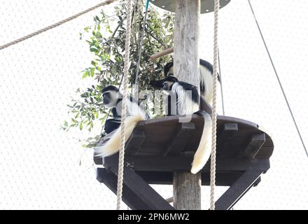 Colobus monkeys (family Cercopithecidae), in Monkey Valley, the new ...