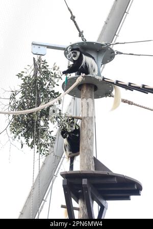 Colobus monkeys (family Cercopithecidae), in Monkey Valley, the new ...