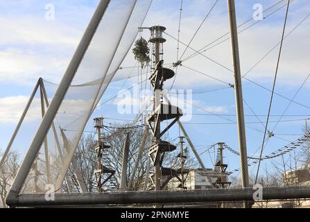Colobus monkeys (family Cercopithecidae), in Monkey Valley, the new ...