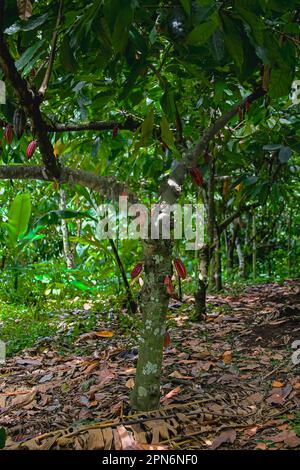 cocoa trees in indonesia Stock Photo - Alamy