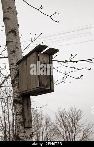 Birdhouse without birds on the tree. Black and white photo of a ...